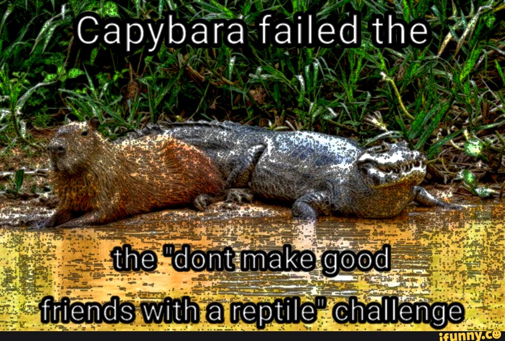 Cappybara memes. Best Collection of funny Cappybara pictures on iFunny