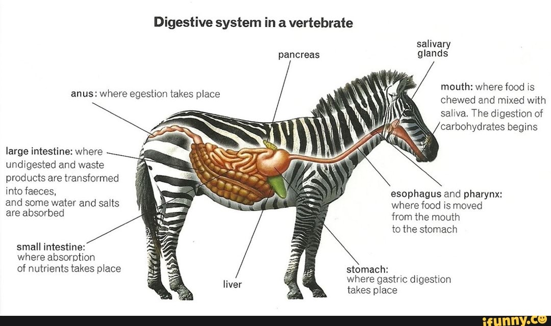 Digestive system in a vertebrate salivary pancreas glands mouth: where ...