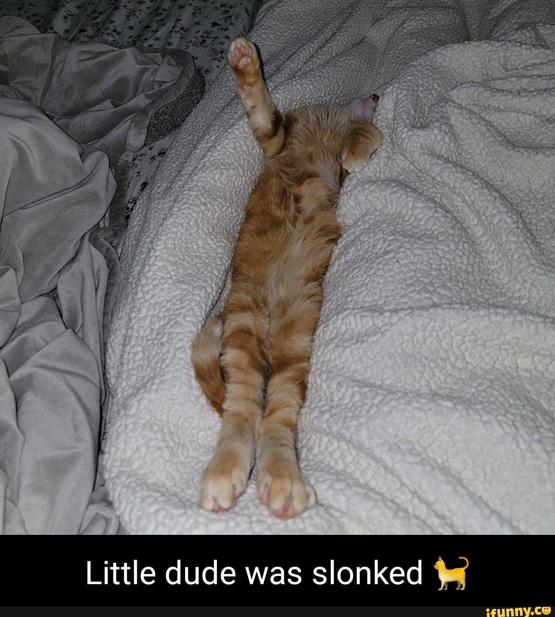 Slonked memes. Best Collection of funny Slonked pictures on iFunny