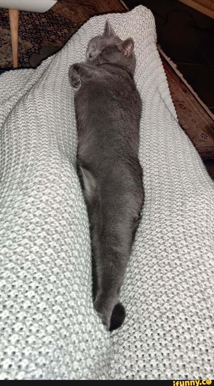 Russian_blue_cat memes. Best Collection of funny Russian_blue_cat ...