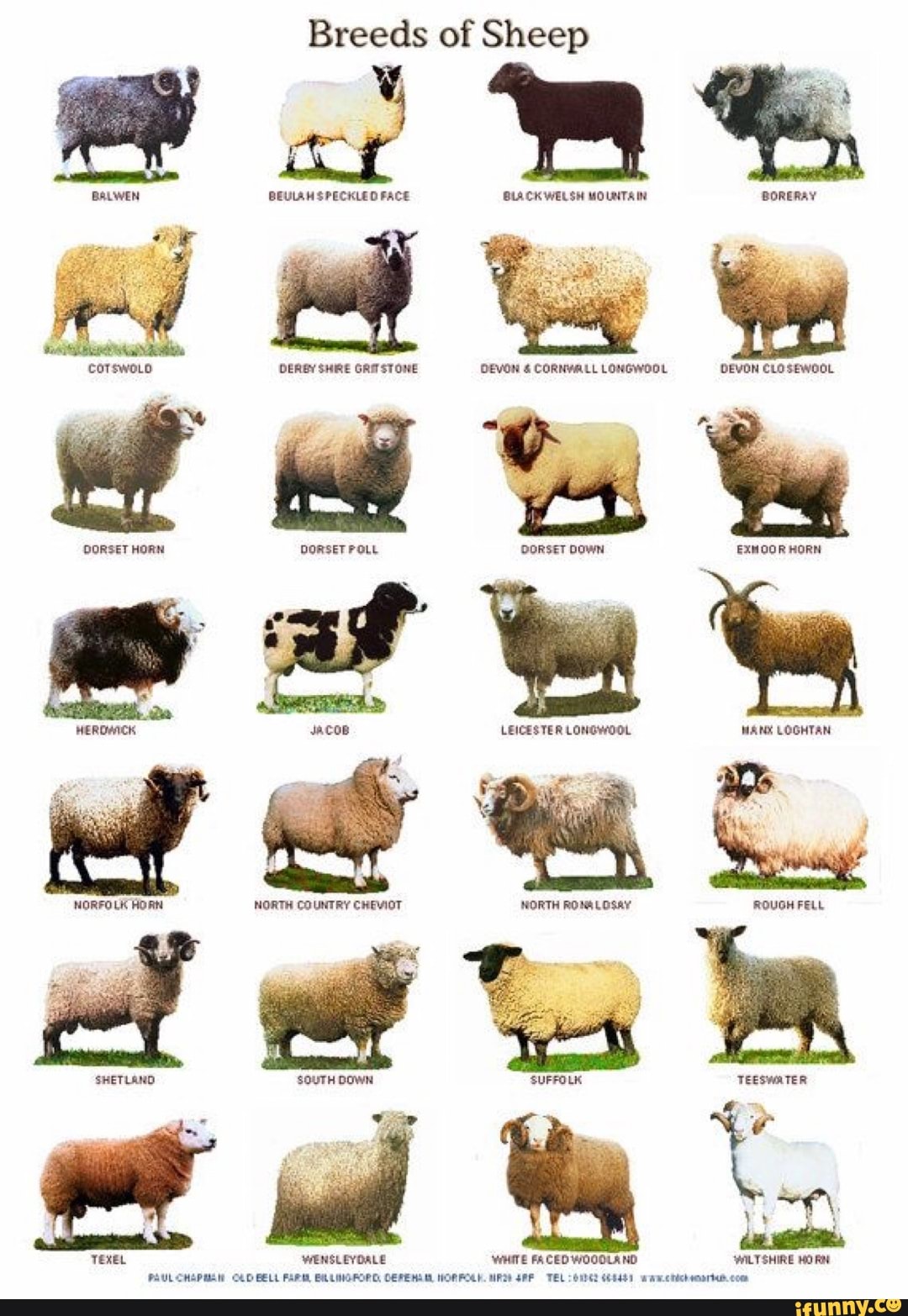 Breeds of Sheep BALWEN BEULAH SPECKLED FACE BLACK WELSH MOUNTAIN ...
