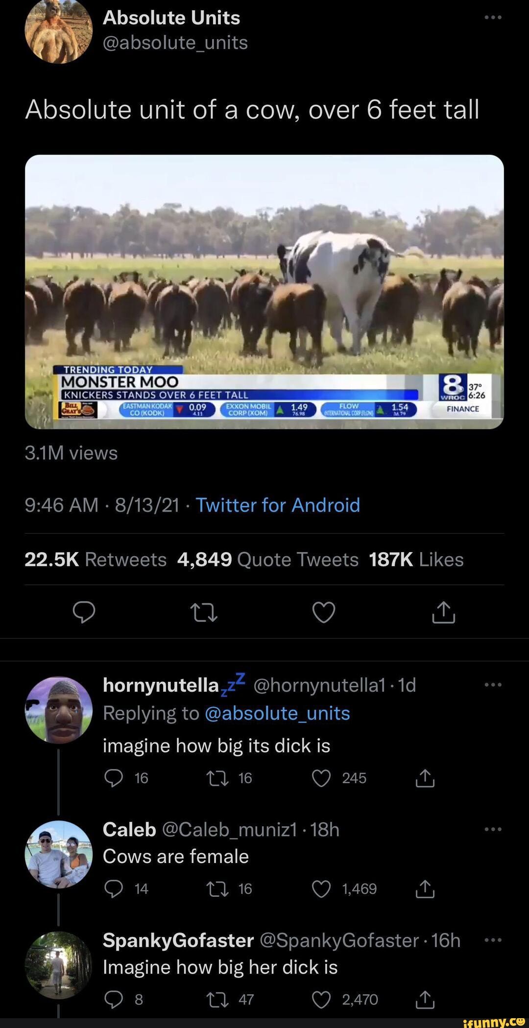 Absolute Units @absolute_units Absolute unit of a cow, over 6 feet tall ...