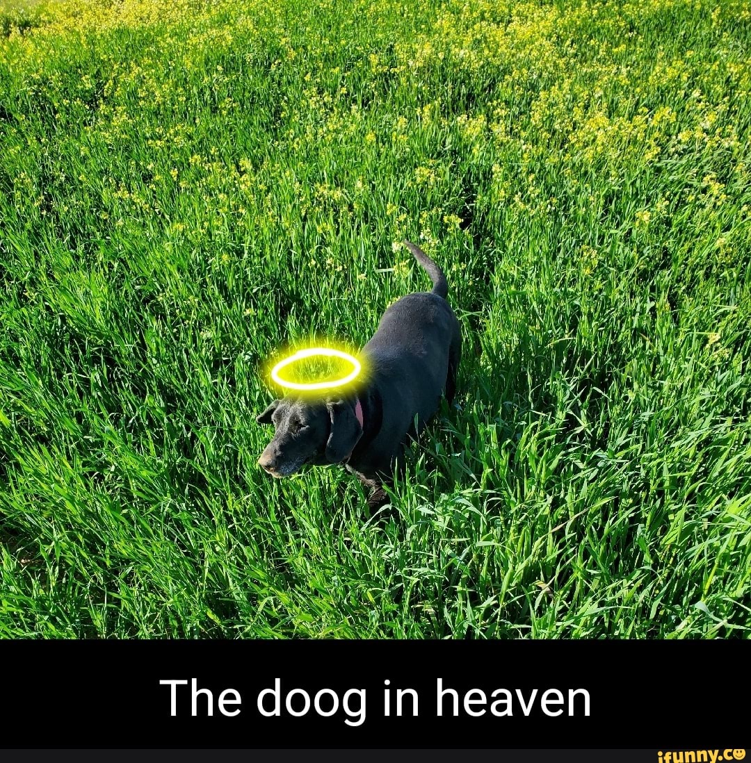 In heaven The doog - iFunny
