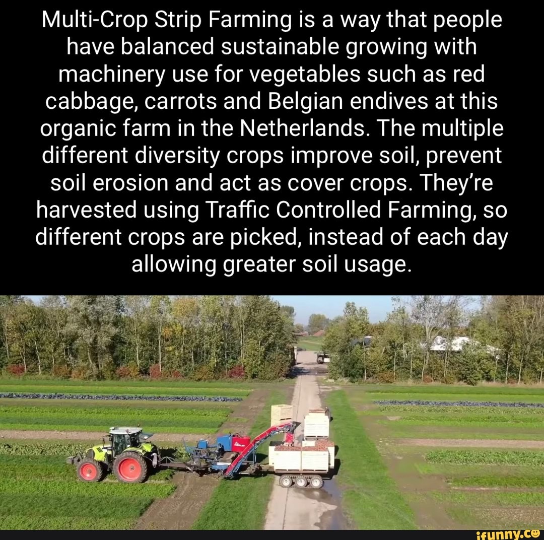 Multi-Crop Strip Farming is a way that people have balanced sustainable ...