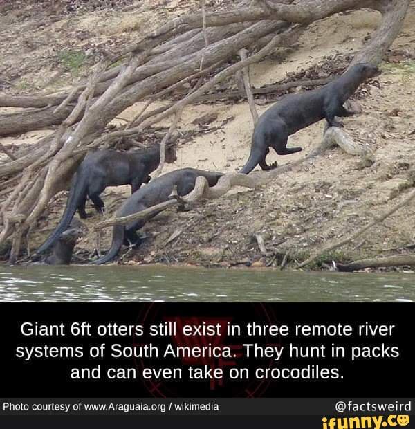 Saddam Hussein's golden Mauser - Saddam Hussein’s golden Mauser - )