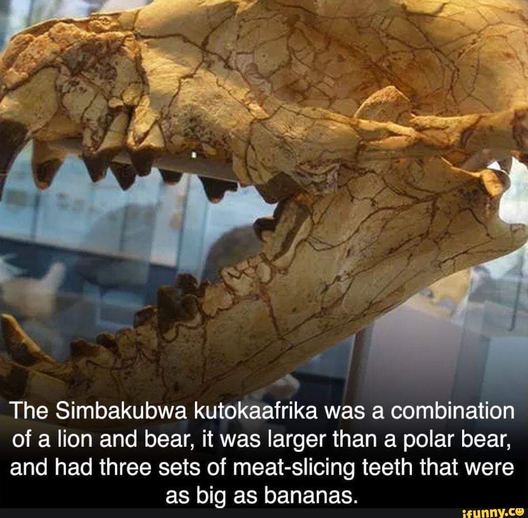 The Simbakubwa kutokaafrika was a combination of a lion and bear, it ...