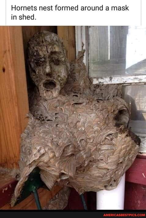 Hornets nest formed around a mask in shed. - America’s best pics and videos