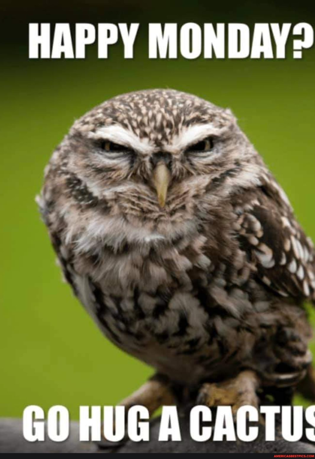 HAPPY MONDAY? GO HUG A CACTUS - America’s best pics and videos