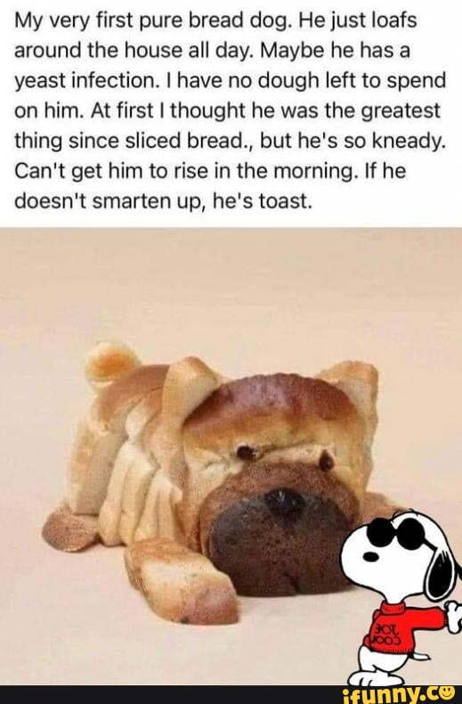 My very first pure bread dog. He just loafs around the house all day ...