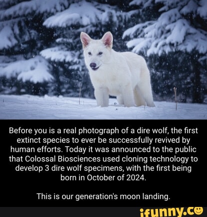 Before you is a real photograph of a dire wolf, the first extinct ...