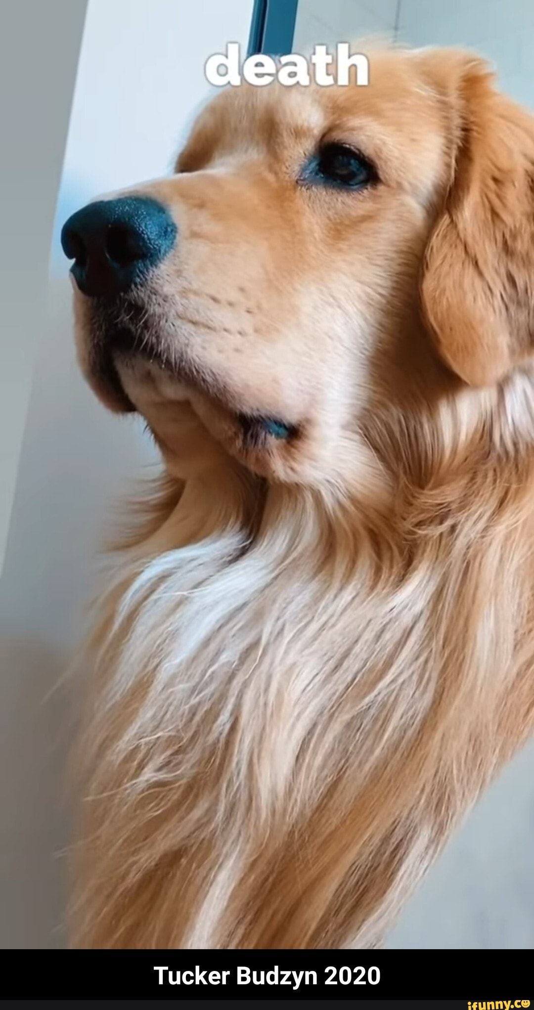 Budzyn memes. Best Collection of funny Budzyn pictures on iFunny