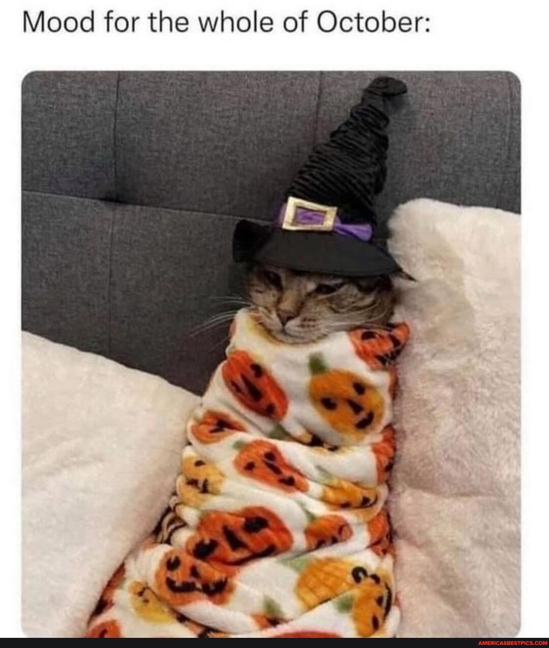 Catmemes catmemesdaily cat kitten instacat catmemesarethebest memecat ...