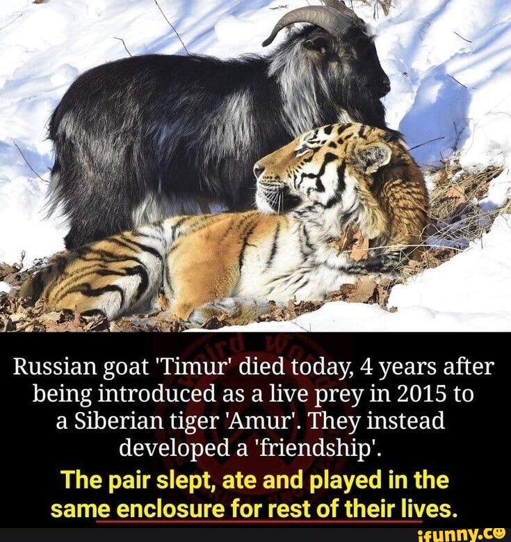 Video memes OZvFZ41a6 by Wheres_the_Giant_Mansley: 0.5K comments - iFunny