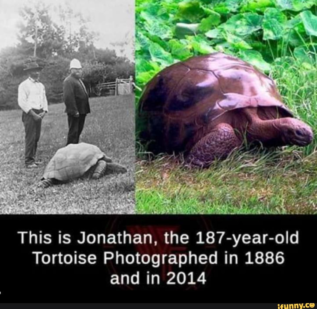 This is Jonathan, the 187-year-old Tortoise Photographed in 1886 and in ...