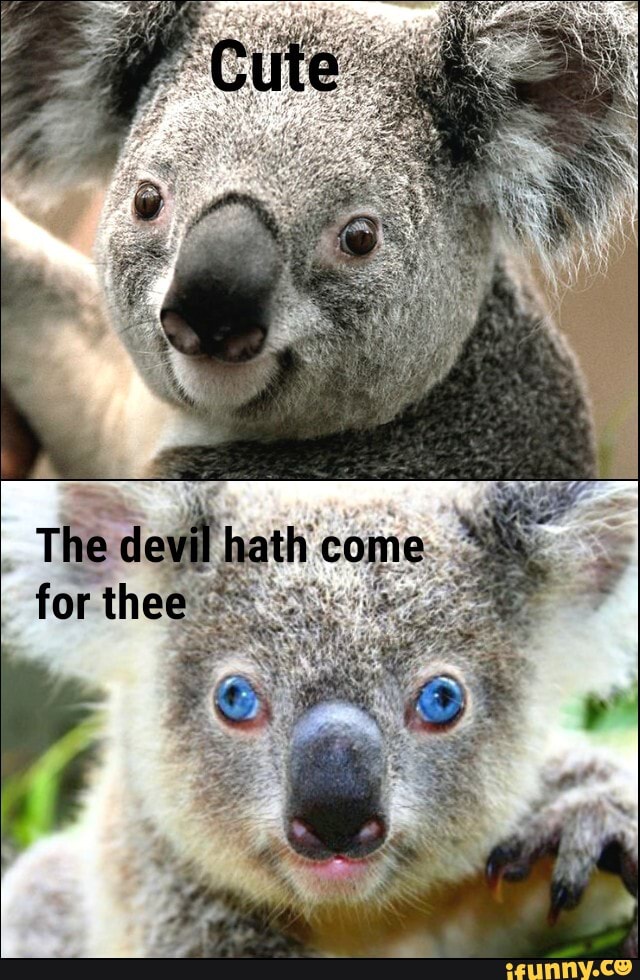 Koala Bear Meme Koalafications
