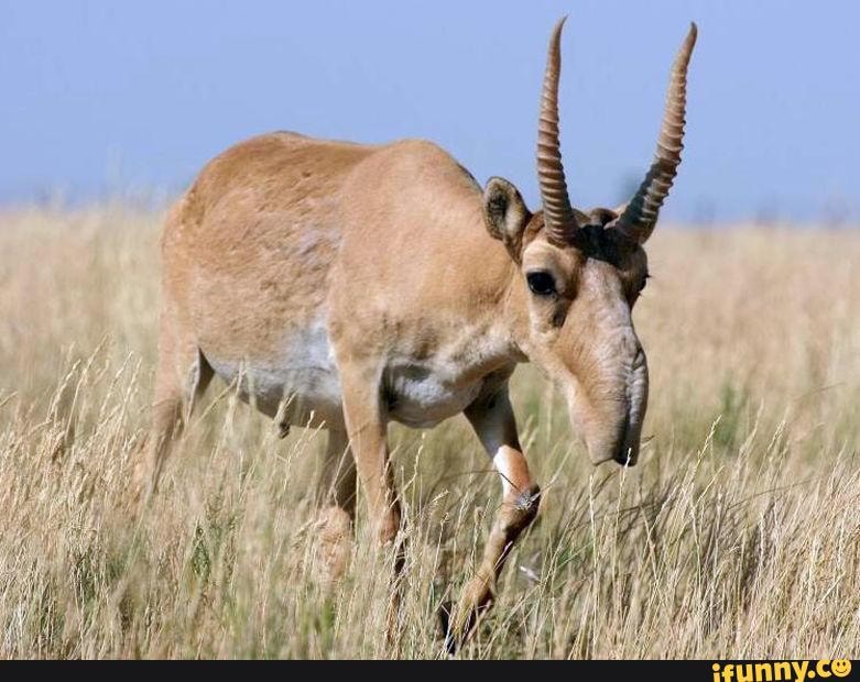 Saiga_antelope memes. Best Collection of funny Saiga_antelope pictures ...