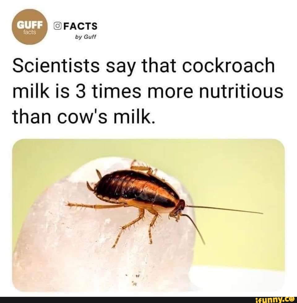 FACTS by Guff Scientists say that cockroach milk is 3 times more ...