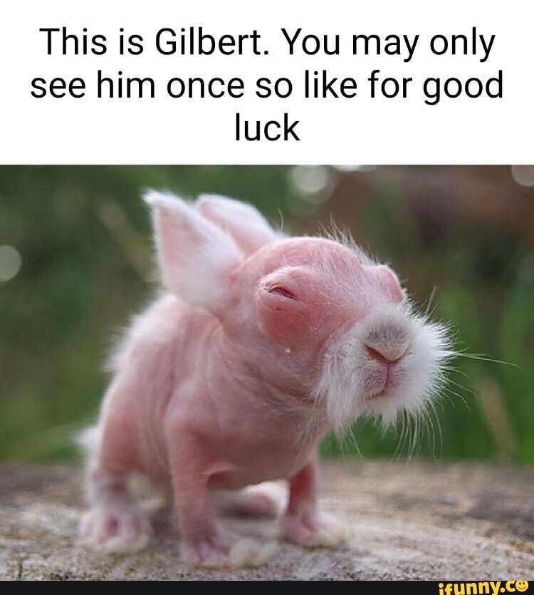 This is Gilbert. You may only see him once so like for good luck - iFunny