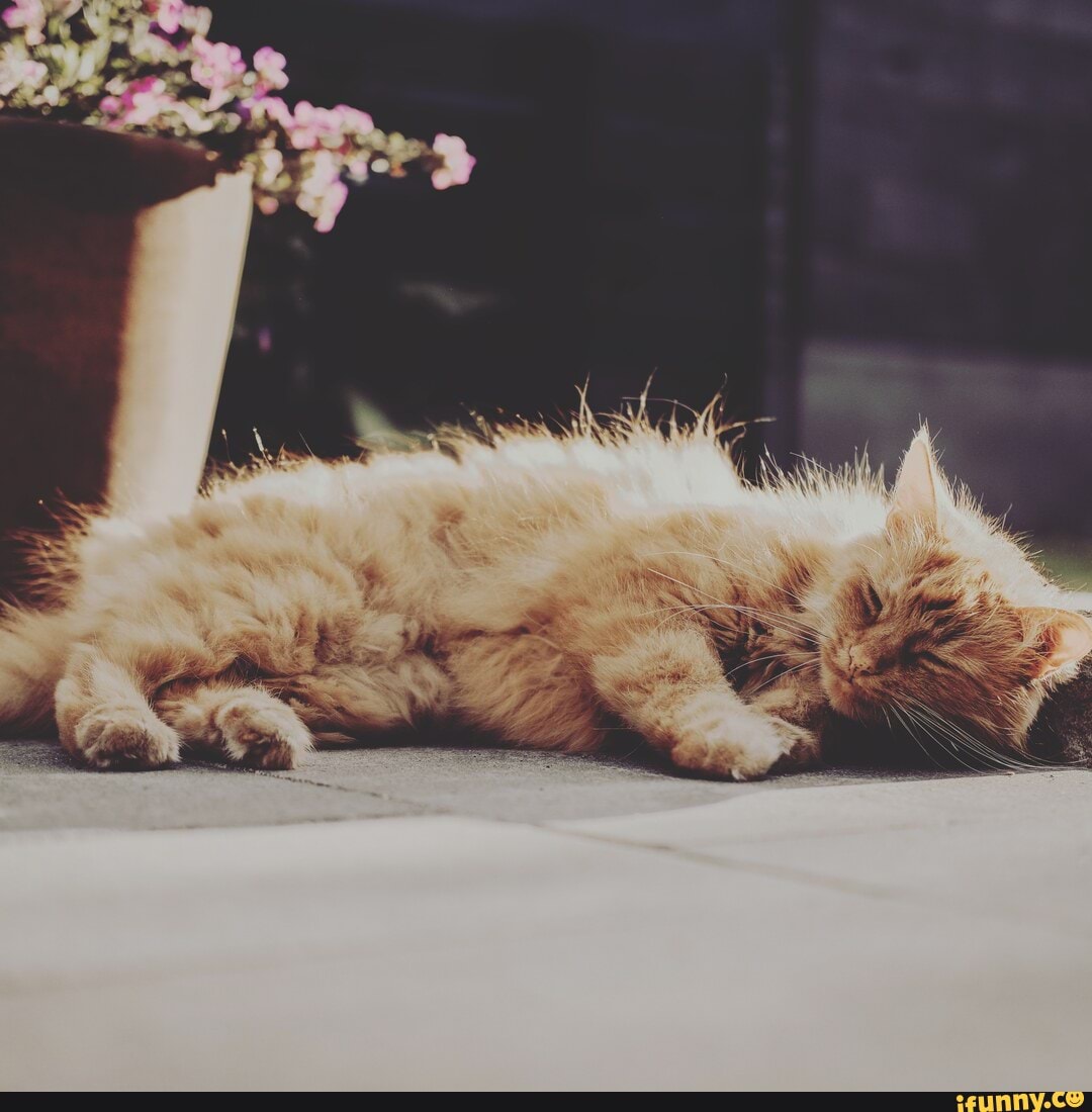 Sunbath memes. Best Collection of funny Sunbath pictures on iFunny