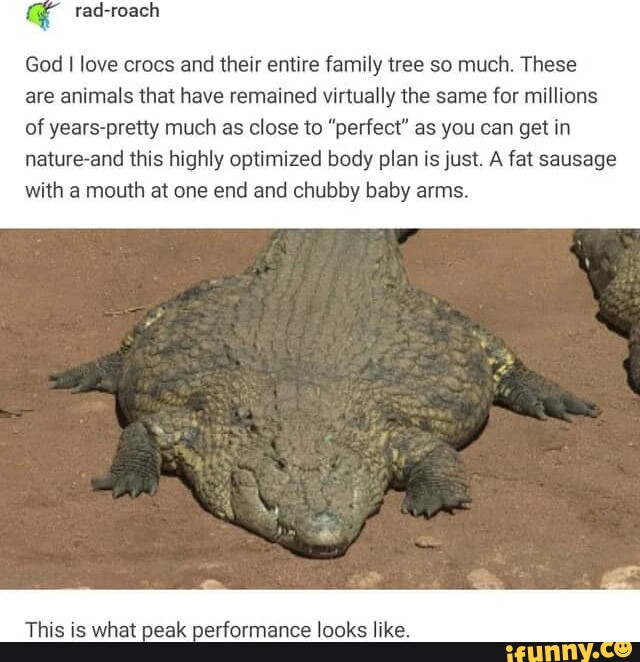 God I love crocs and their entire family tree so much. These are ...