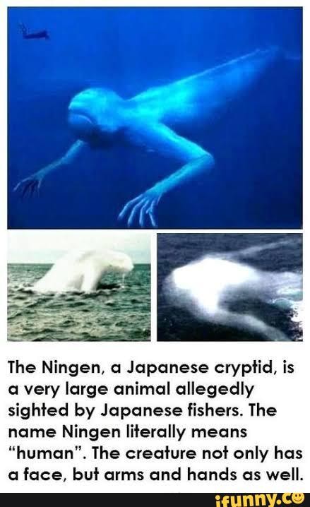 The Ningen. Japanese cryptic, is a very large animal allegedly sighted ...