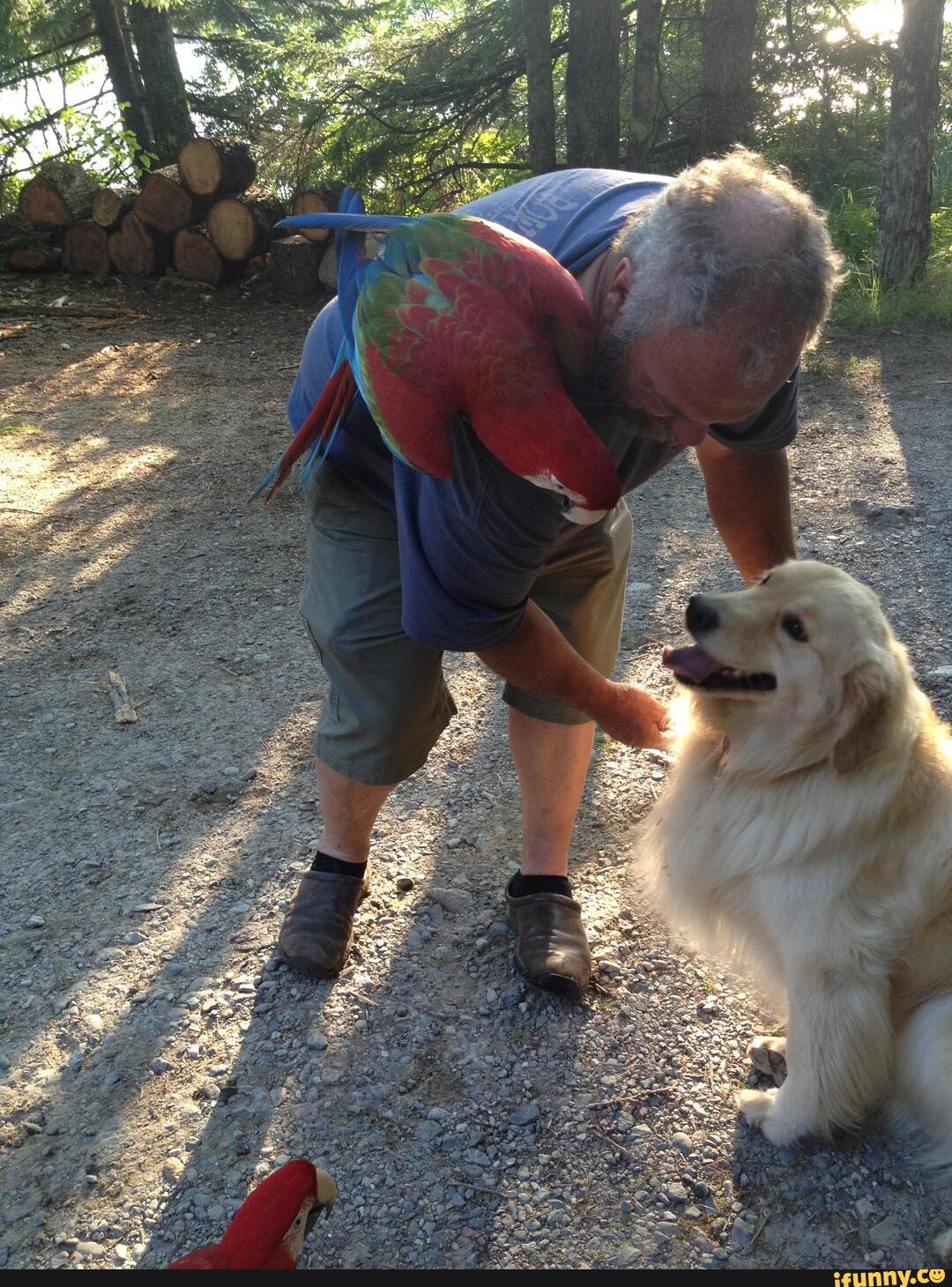 Macaws memes. Best Collection of funny Macaws pictures on iFunny