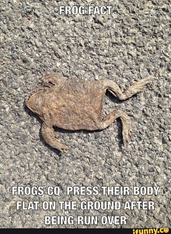 "FROG FACT FROGS CQ PRESS THEIR BODY. FLAT ON THE GROUND AFTER BEING ...
