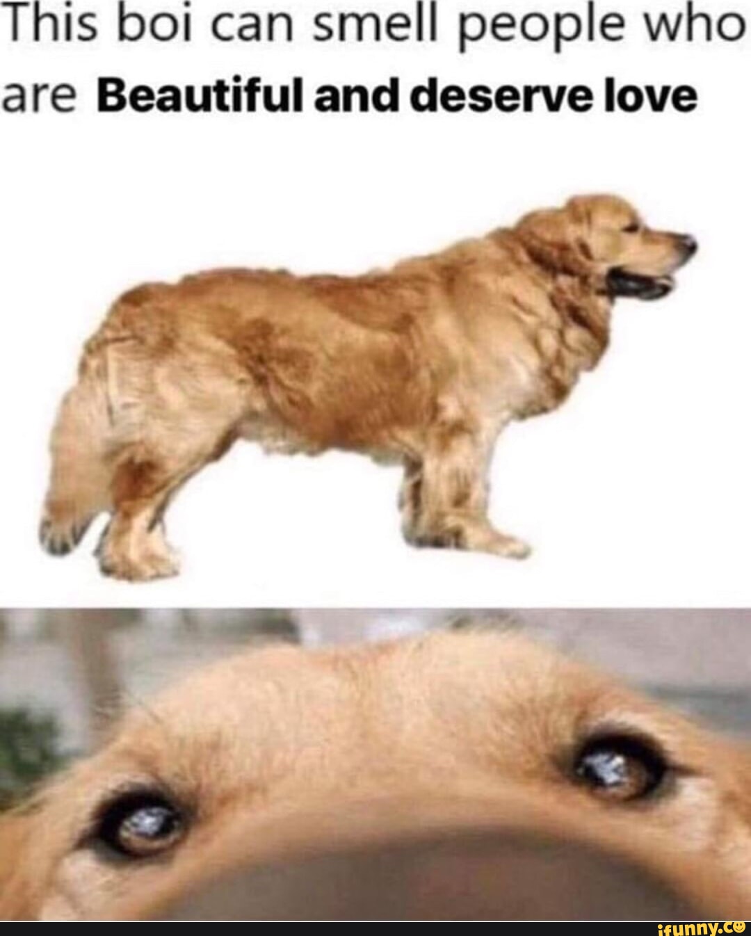 Boi memes. Best Collection of funny Boi pictures on iFunny