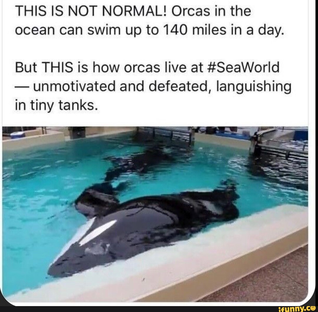 Languishing memes. Best Collection of funny Languishing pictures on iFunny