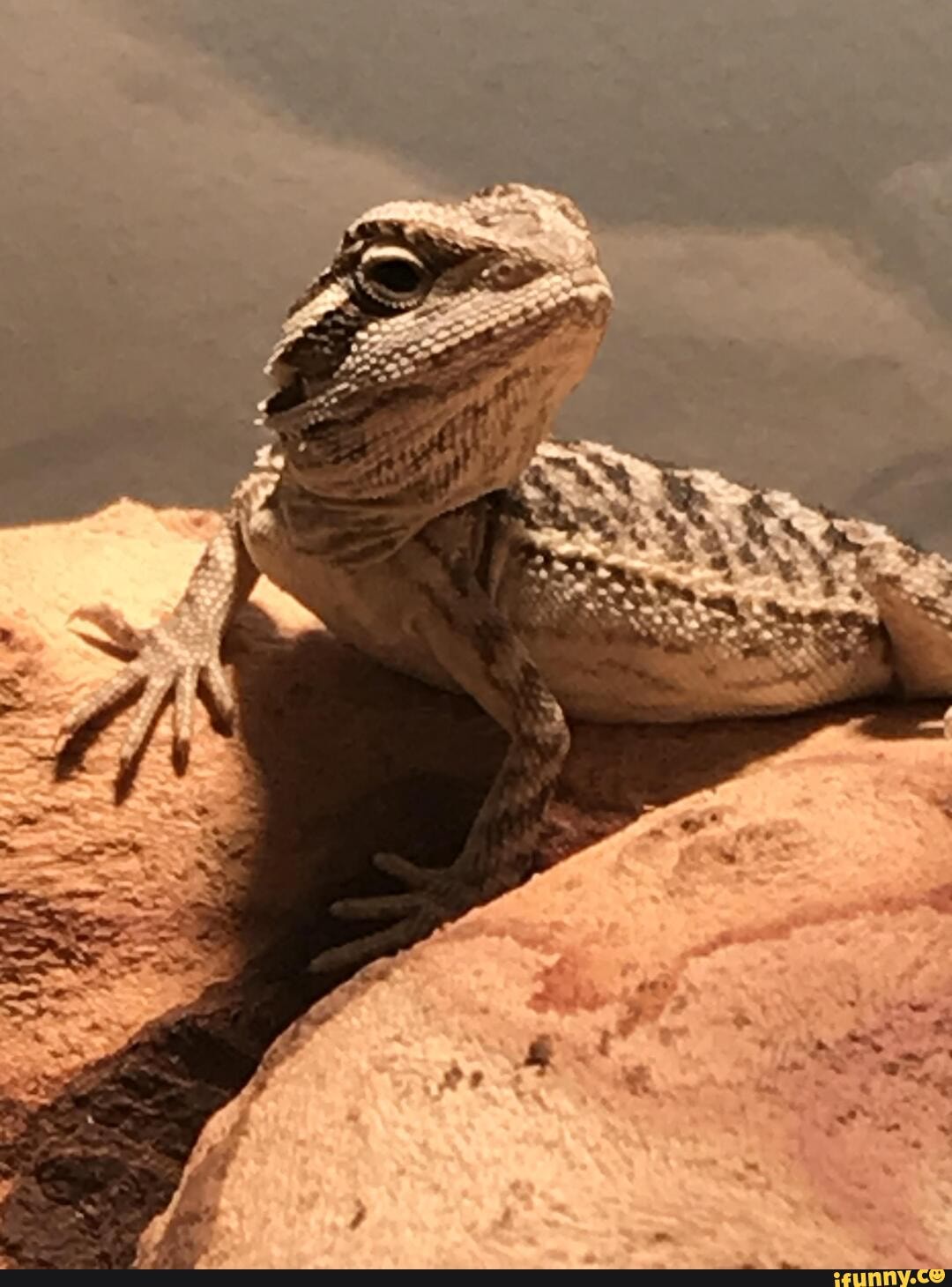 Wizzle memes. Best Collection of funny Wizzle pictures on iFunny