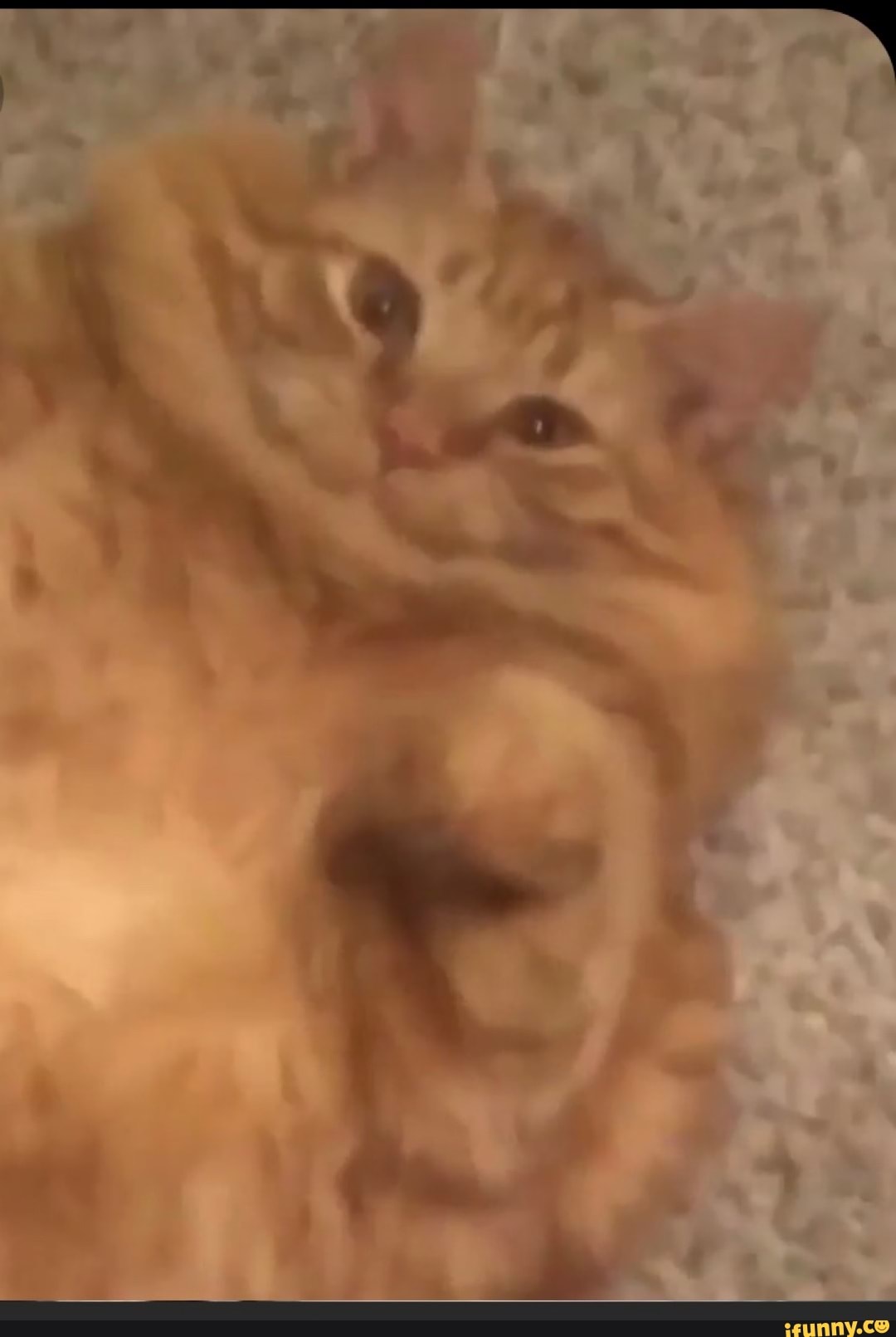 Chonky_cat memes. Best Collection of funny Chonky_cat pictures on iFunny