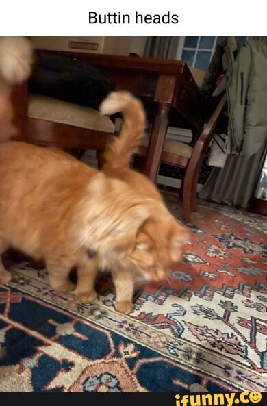 Buttin memes. Best Collection of funny Buttin pictures on iFunny