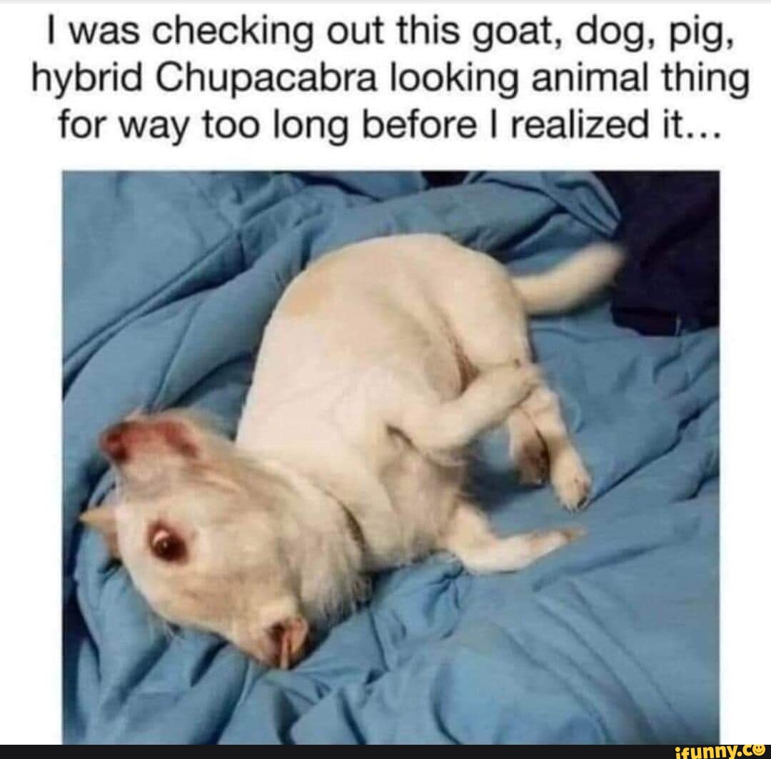 I was checking out this goat, dog, pig, hybrid Chupacabra looking ...
