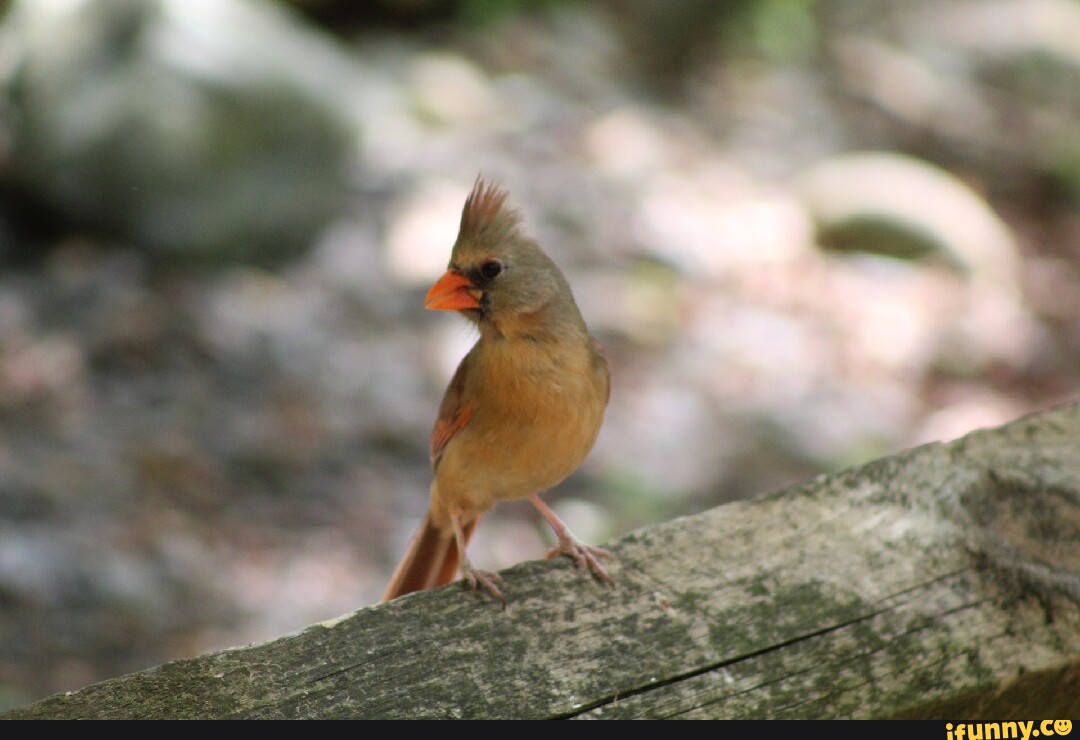 Dslr memes. Best Collection of funny Dslr pictures on iFunny