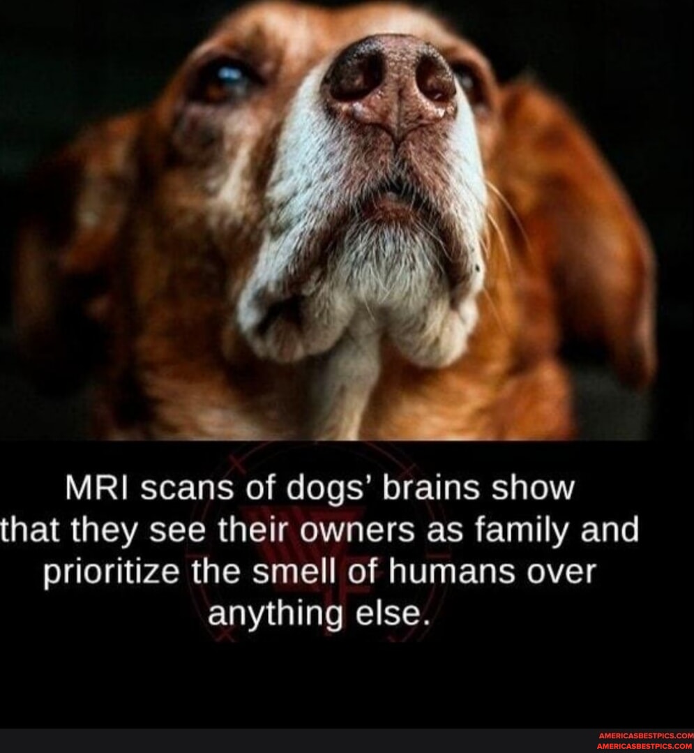 MRI scans of dogs' brains show that they see their owners as family and ...