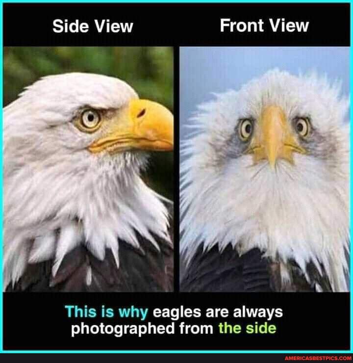 Side View Front View This is why eagles are always photographed from ...