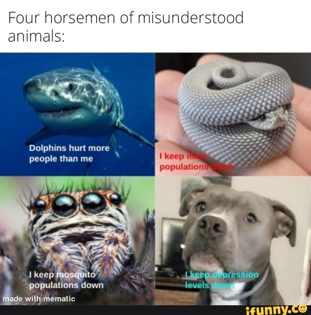 Four horsemen of misunderstood animals: Dolphins hurt more people than ...