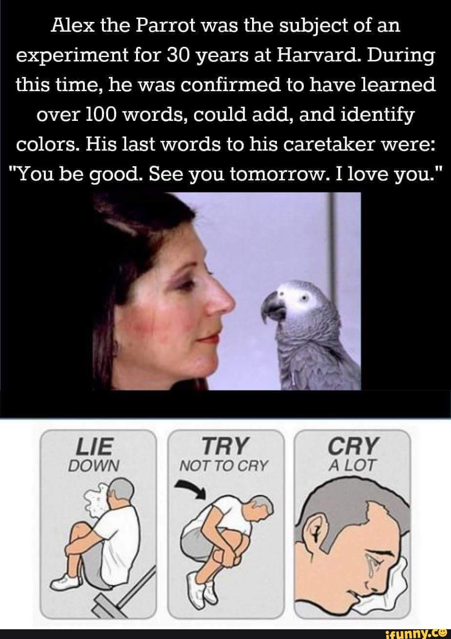 Alex the Parrot was the subject of an experiment for 30 years at ...