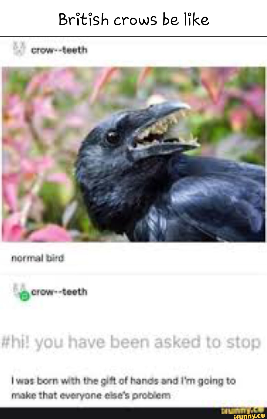 Crows memes. Best Collection of funny Crows pictures on iFunny