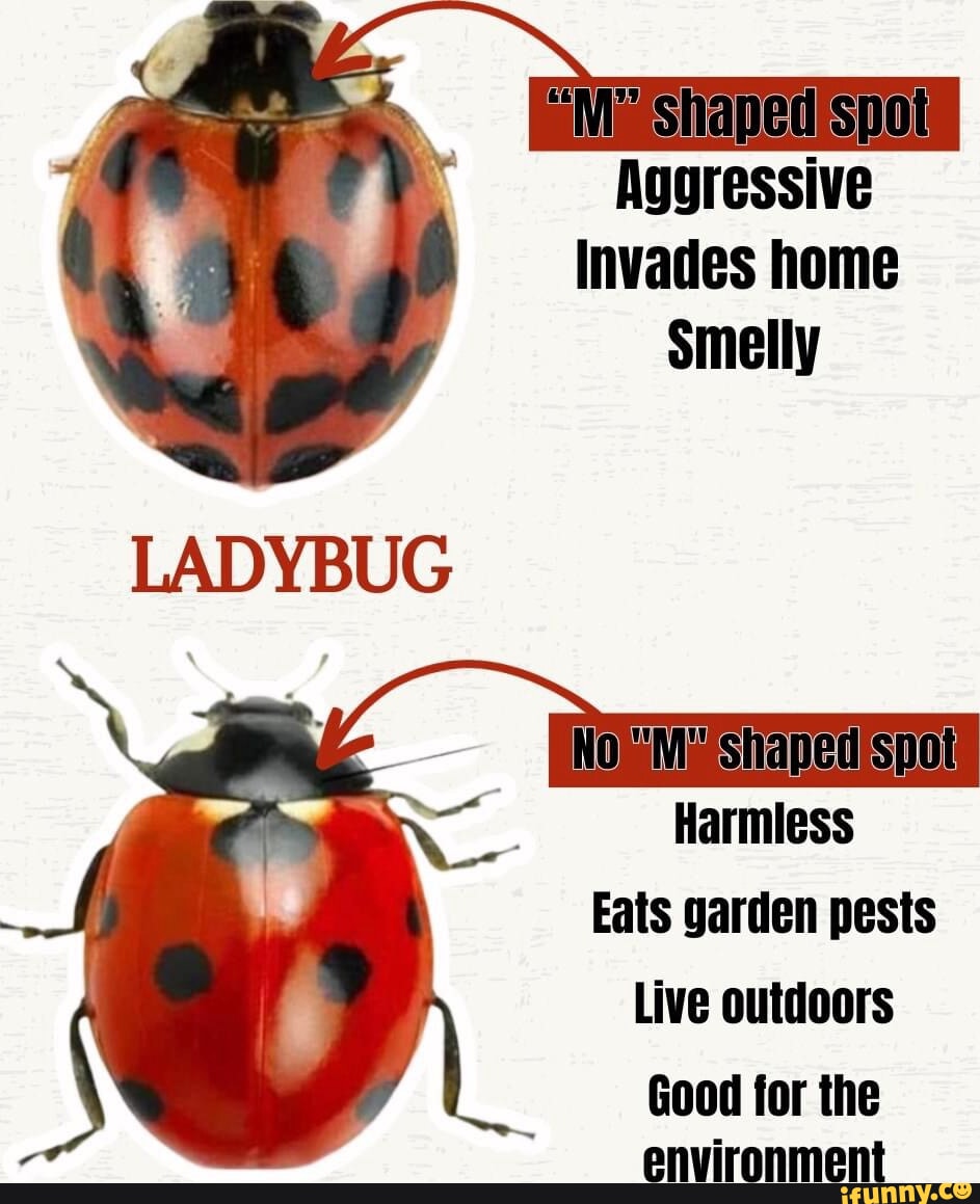 Ladybug memes. Best Collection of funny Ladybug pictures on iFunny