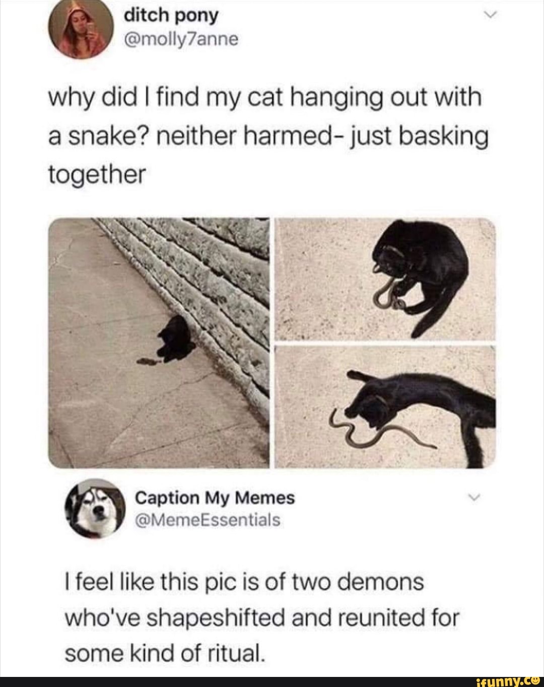 Why did I find my cat hanging out with a snake? neither harmed- just ...