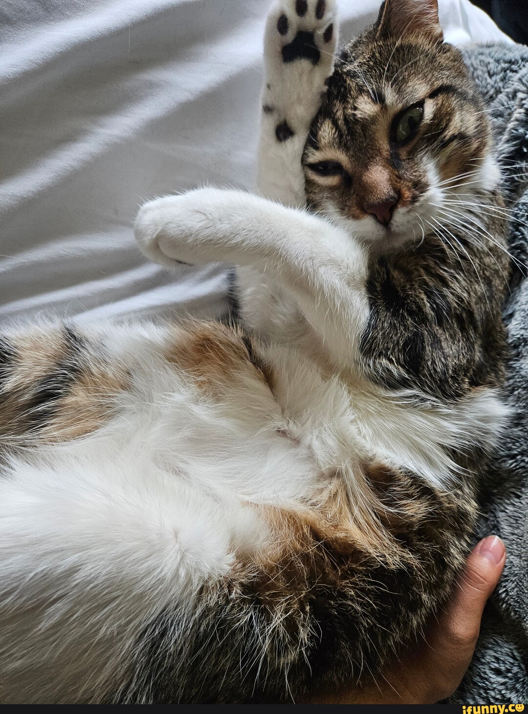 Mimir memes. Best Collection of funny Mimir pictures on iFunny