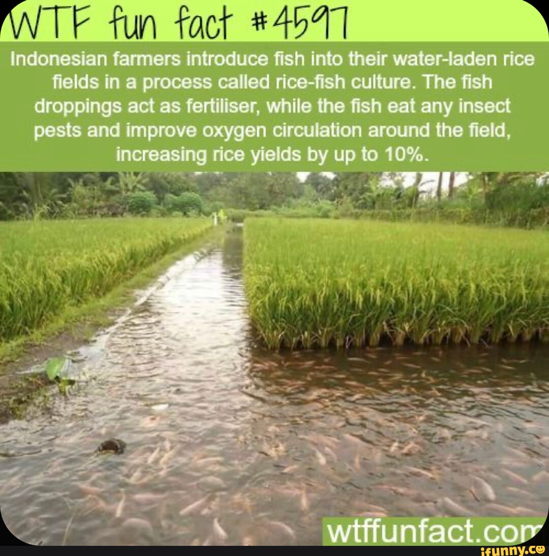 ANTE fun fact Indonesian farmers introduce fish into their water-laden ...