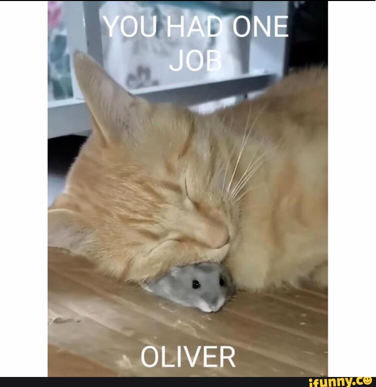 Great Job Cat Meme