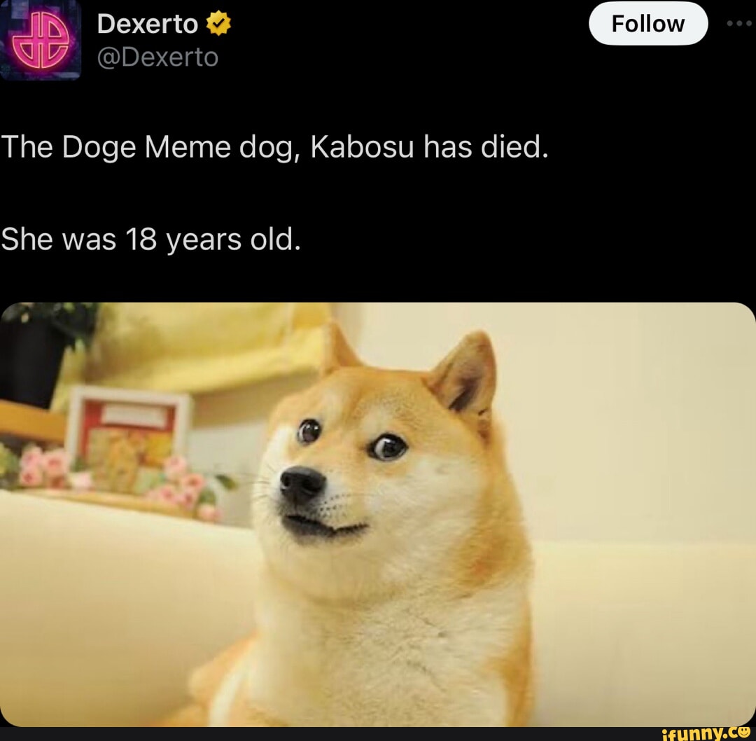 Dexerto The Doge Meme dog, Kabosu has died. She was 18 years old. - iFunny