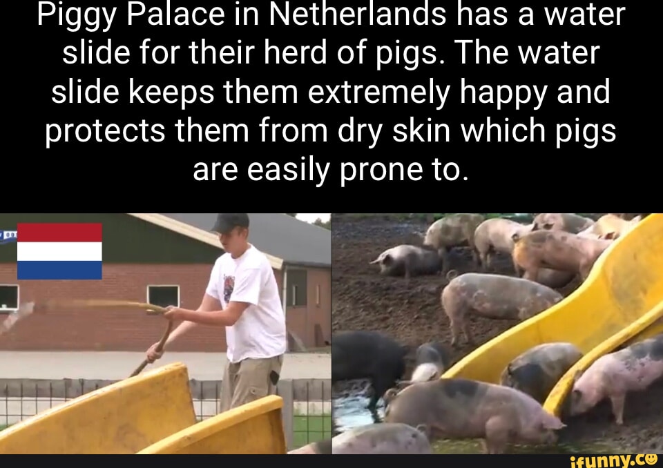 Piggy Palace in Netherlands nas a water slide for their herd of pigs ...