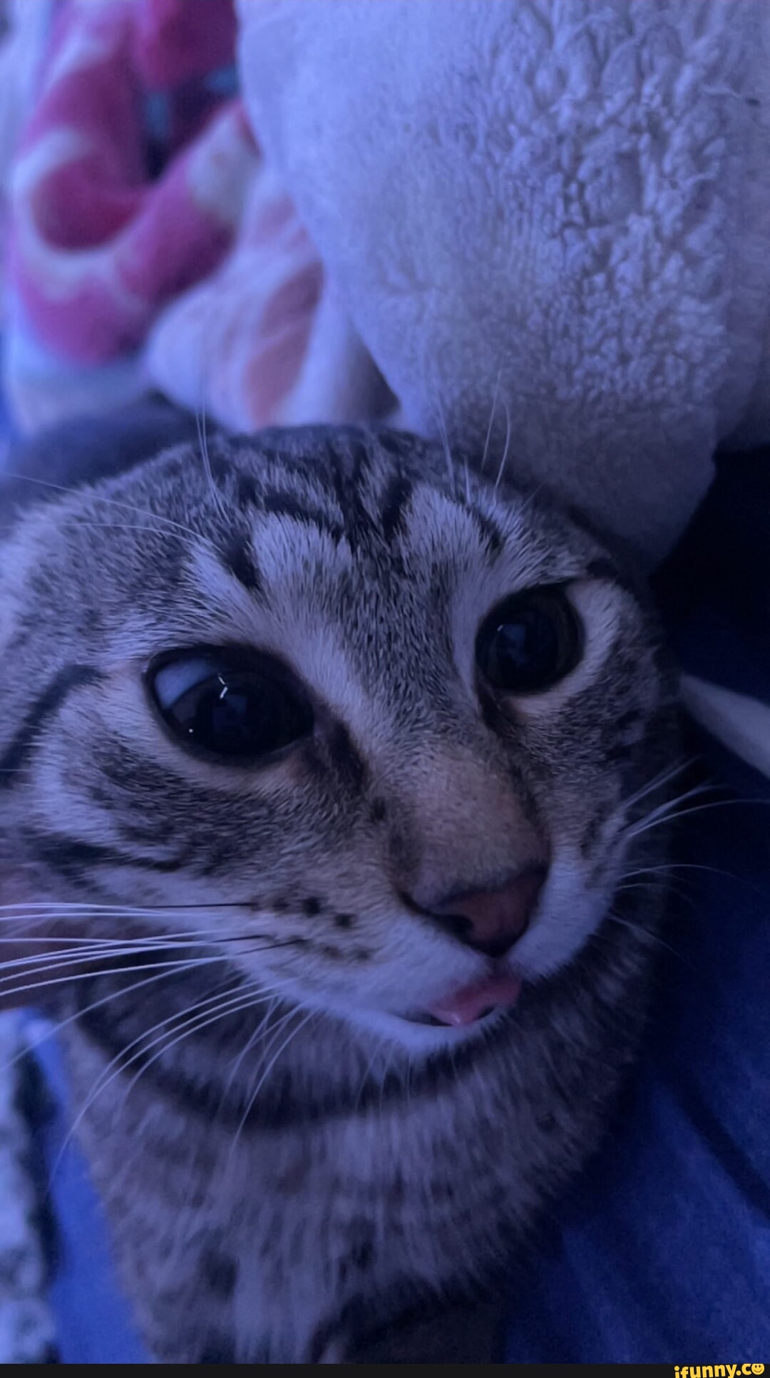 Yoop memes. Best Collection of funny Yoop pictures on iFunny