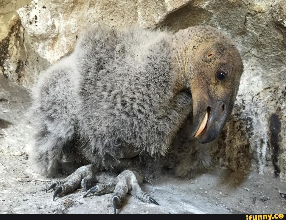 Condor memes. Best Collection of funny Condor pictures on iFunny