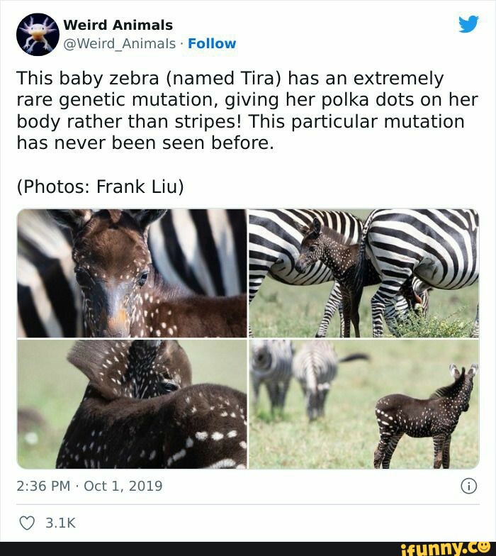 Weird Animals Follow This baby zebra (named Tira) has an extremely rare ...
