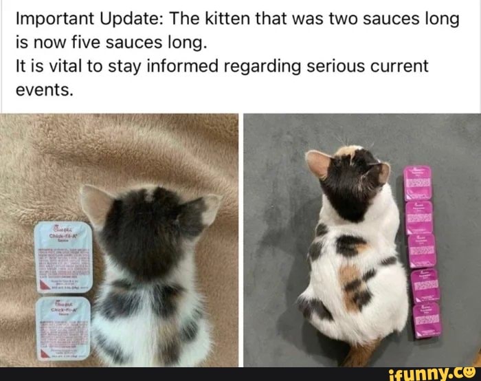 Important Update: The kitten that was two sauces long is now five ...